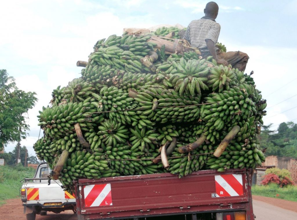 Farming - Go Smile Uganda